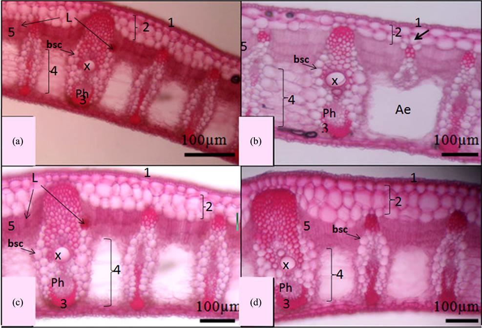 The Study Of Anatomy And Fiber Banana Leaf As A Potensial Wrapping The Study Of Anatomy And Fiber Banana Leaf As A Potensial Wrapping