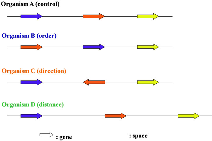 How is the biological information arranged in genome?