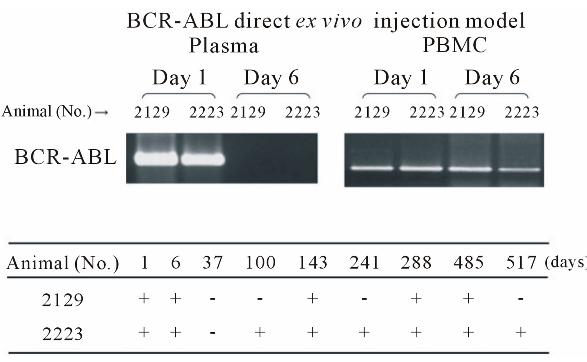 Leukemogenic Fusion Gene (p190 BCR-ABL) Transduction into Hematopoietic Stem/Progenitor Cells in ...