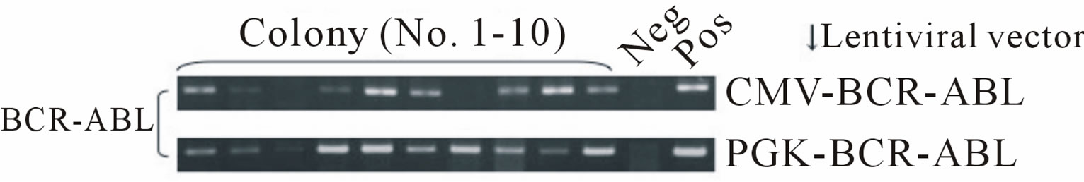 Leukemogenic Fusion Gene (p190 BCR-ABL) Transduction into Hematopoietic Stem/Progenitor Cells in ...