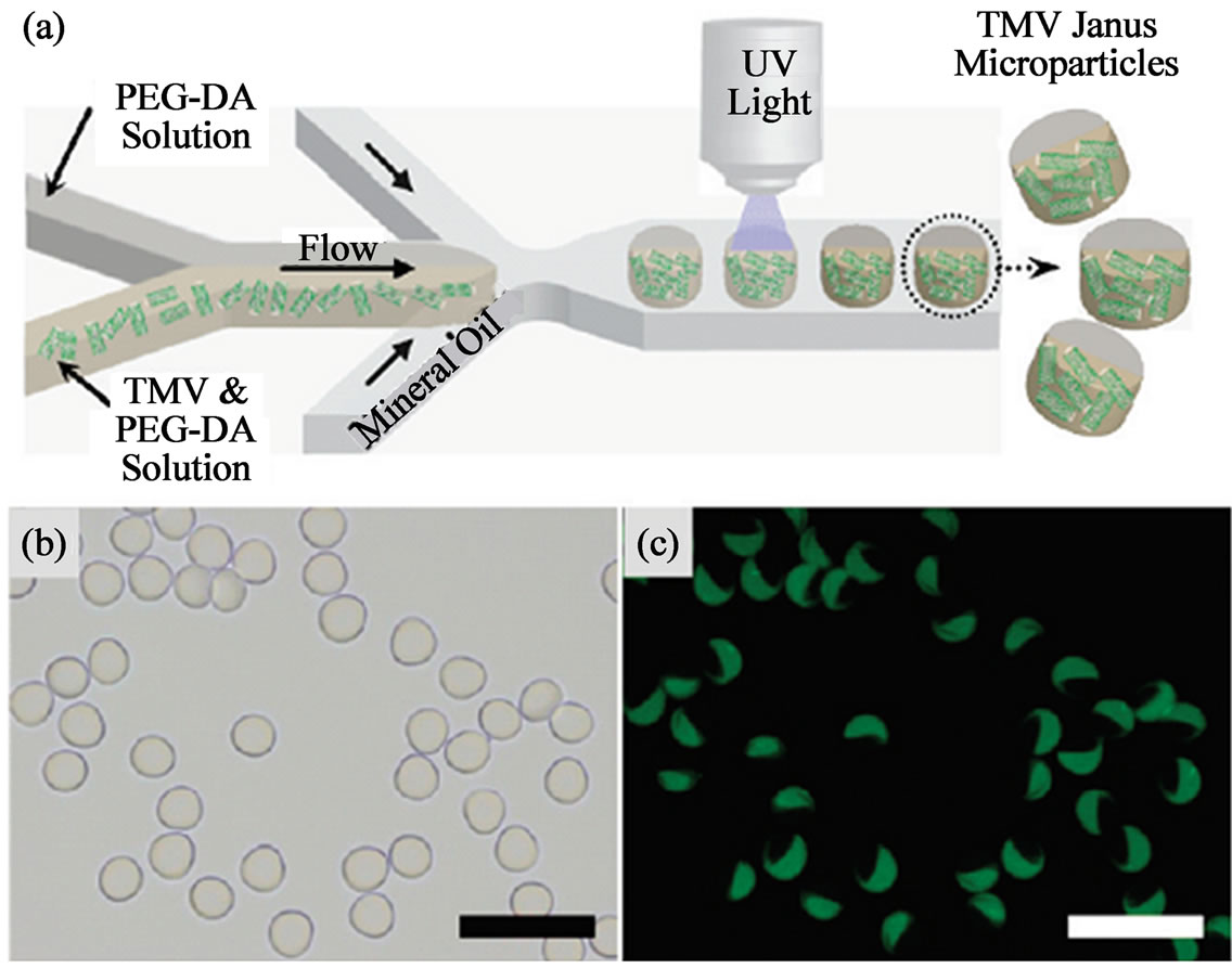 Structured Microgels through Microfluidic Assembly and Their Biomedical Applications