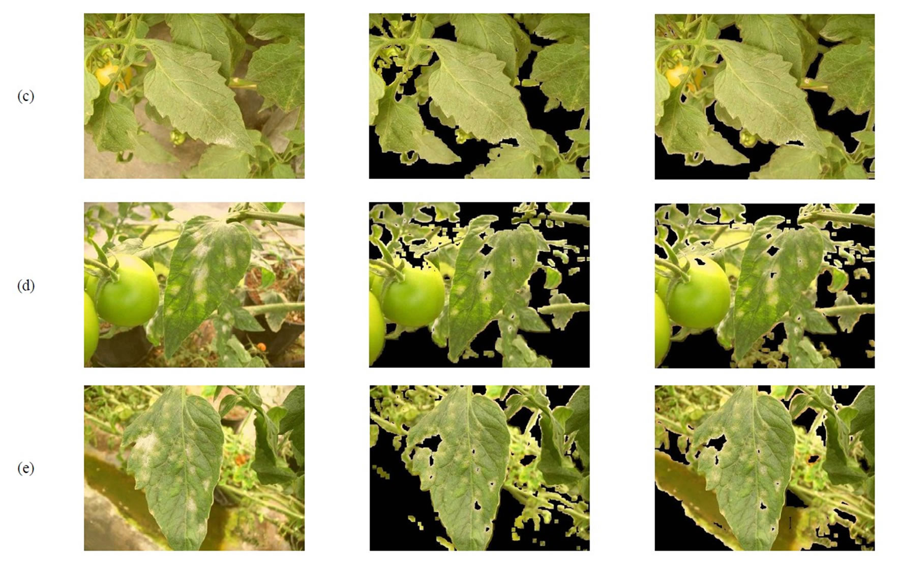 Method for Segmenting Tomato Plants in Uncontrolled Environments