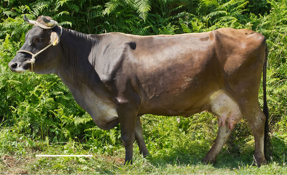 Characterization, conservation and sustainability of endangered animal ...