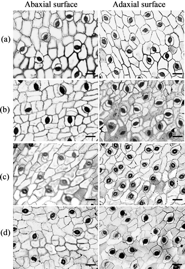 Stomata and progressive salt stress – PLANT STOMATA ENCYCLOPEDIA