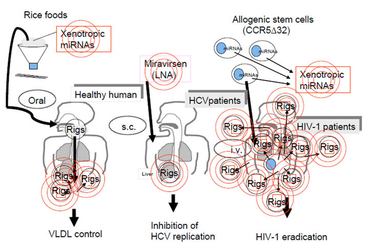 RNA Wave for the HIV Therapy: Foods, Stem Cells and the RNA Information ...