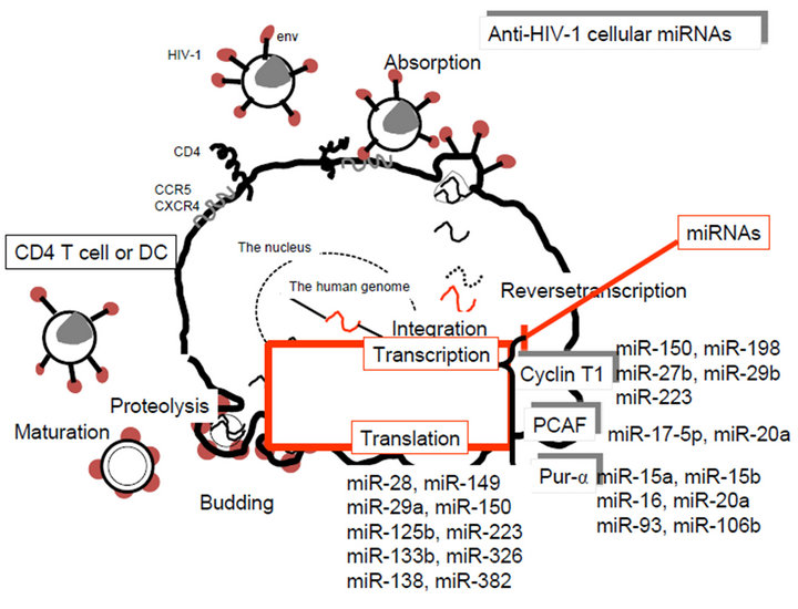 RNA Wave for the HIV Therapy: Foods, Stem Cells and the RNA Information ...