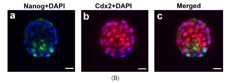 A modified protocol for in vitro maturation of mouse oocytes from ...