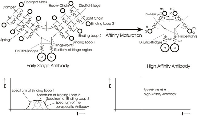 Theory of affinity maturation of antibodies