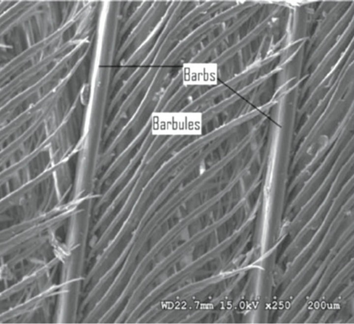 Physical and Morphological Structure of Chicken Feathers (Keratin ...