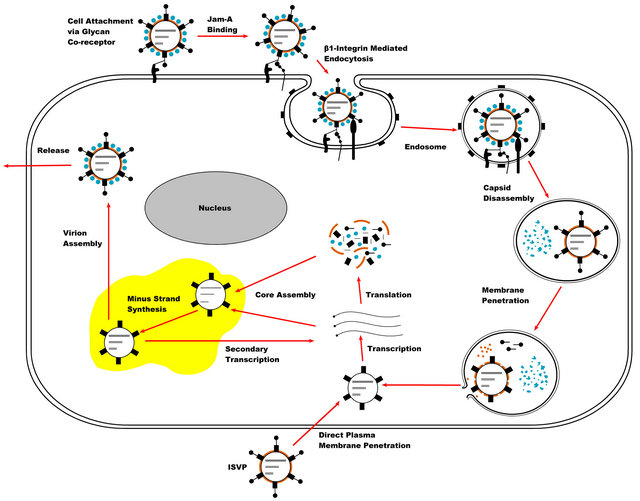 Development of Oncolytic Reovirus for Cancer Therapy