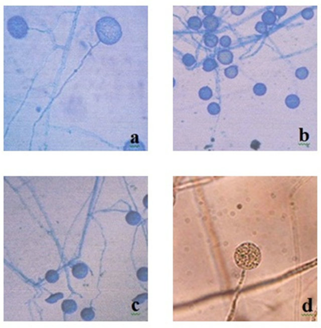 Phylogenetic Identification of Pathogenic Fungi from Apple in Batu City ...