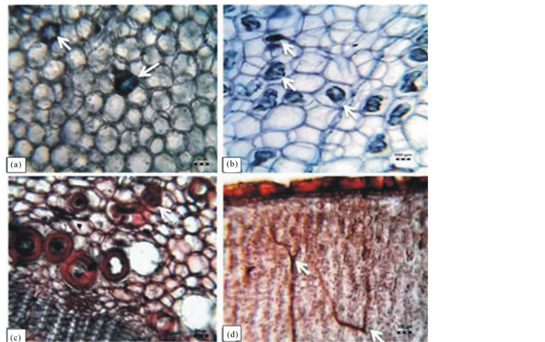 A Distribution and Ultrastructure of Laticifers in the Phylloclade of ...