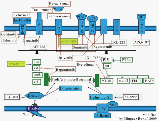 Molecular Targeted Therapy of Hepatocellular Carcinoma