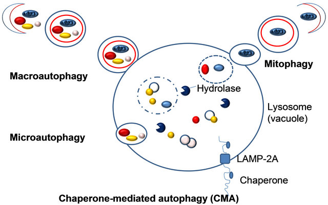 Autophagic cell death: A new frontier in cancer research
