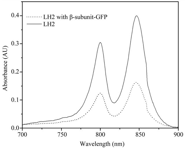 Spectral properties of LH2 exhibit very similar even when ...