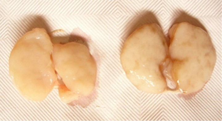 Acquired Pigmentation of Porcine Lymph Nodes: Dietary Polyphenolic ...