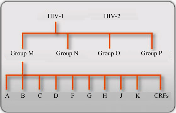 HIV Diversity and Classification, Role in Transmission