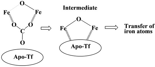 The chemical mechanism of oxidative stress due to the non-transferrin ...