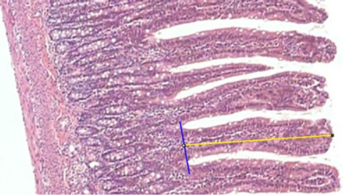 Histomorphometric study of role of lactoferrin in atrophy of the ...