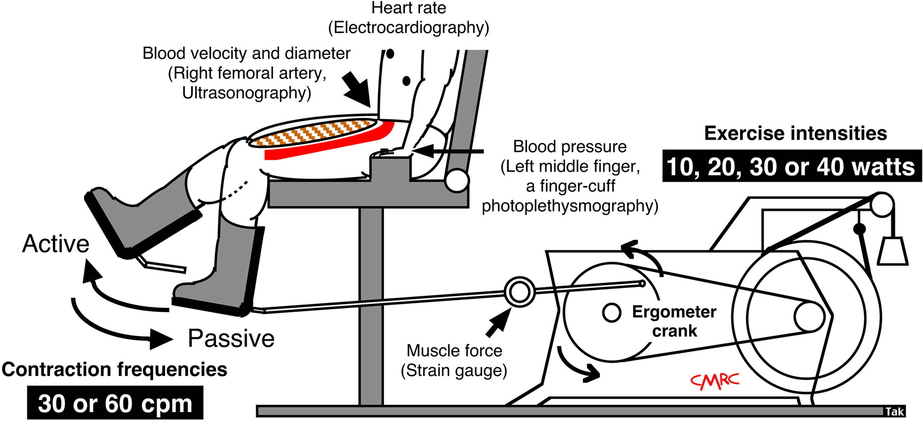 Assessment of voluntary rhythmic muscle contraction-induced exercising ...
