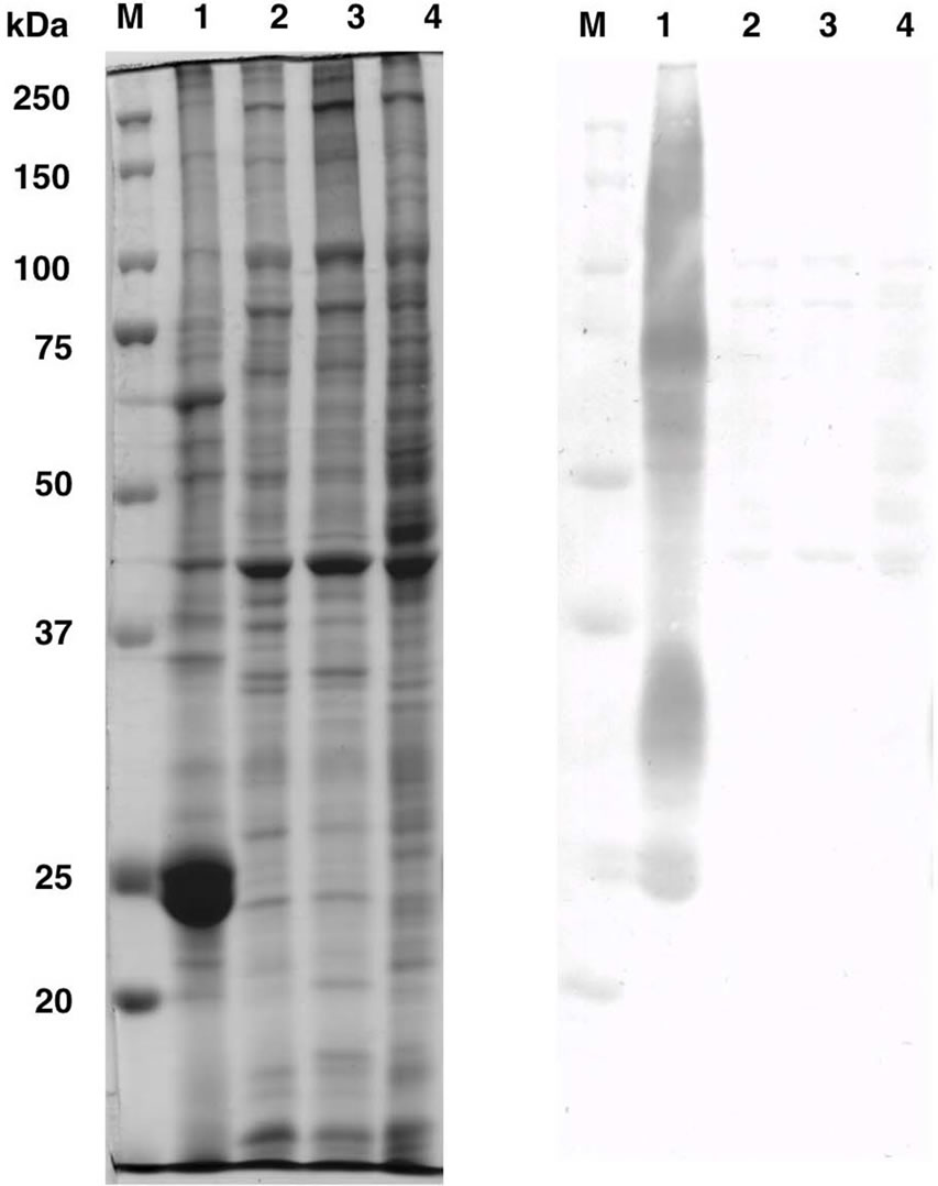 Mucus Glycoproteins Selectively Secreted from Bacteriocytes in Gill ...
