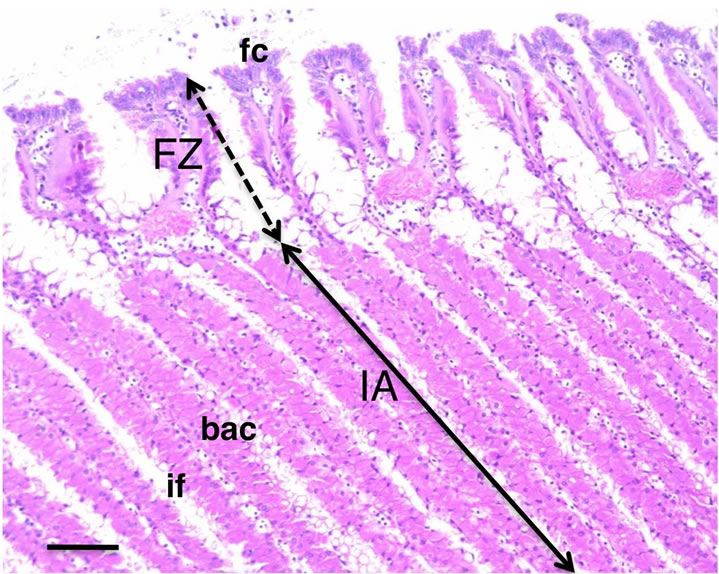 Mucus Glycoproteins Selectively Secreted from Bacteriocytes in Gill ...
