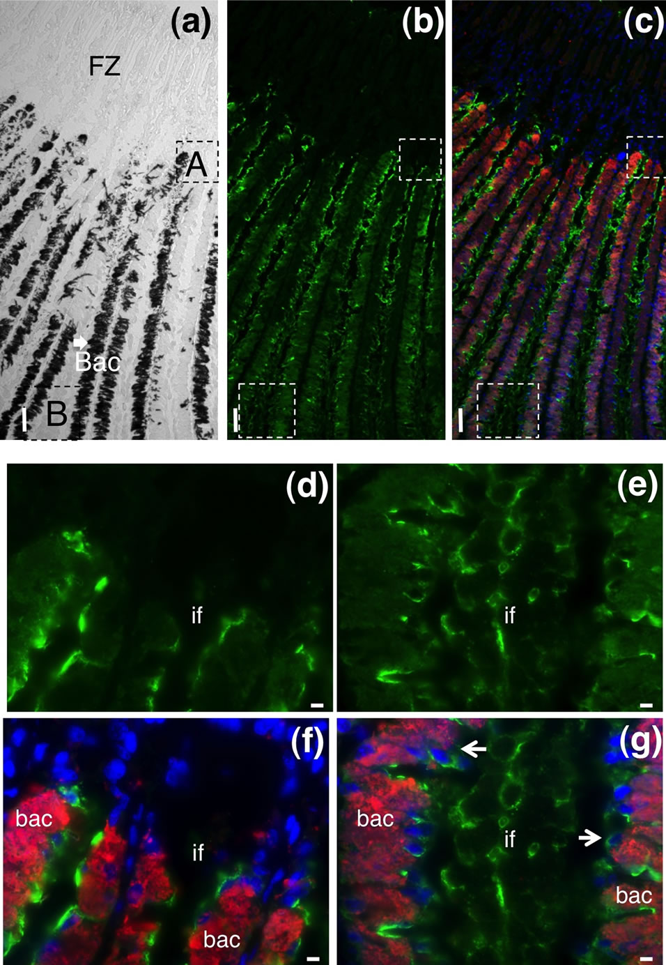 Mucus Glycoproteins Selectively Secreted from Bacteriocytes in Gill ...