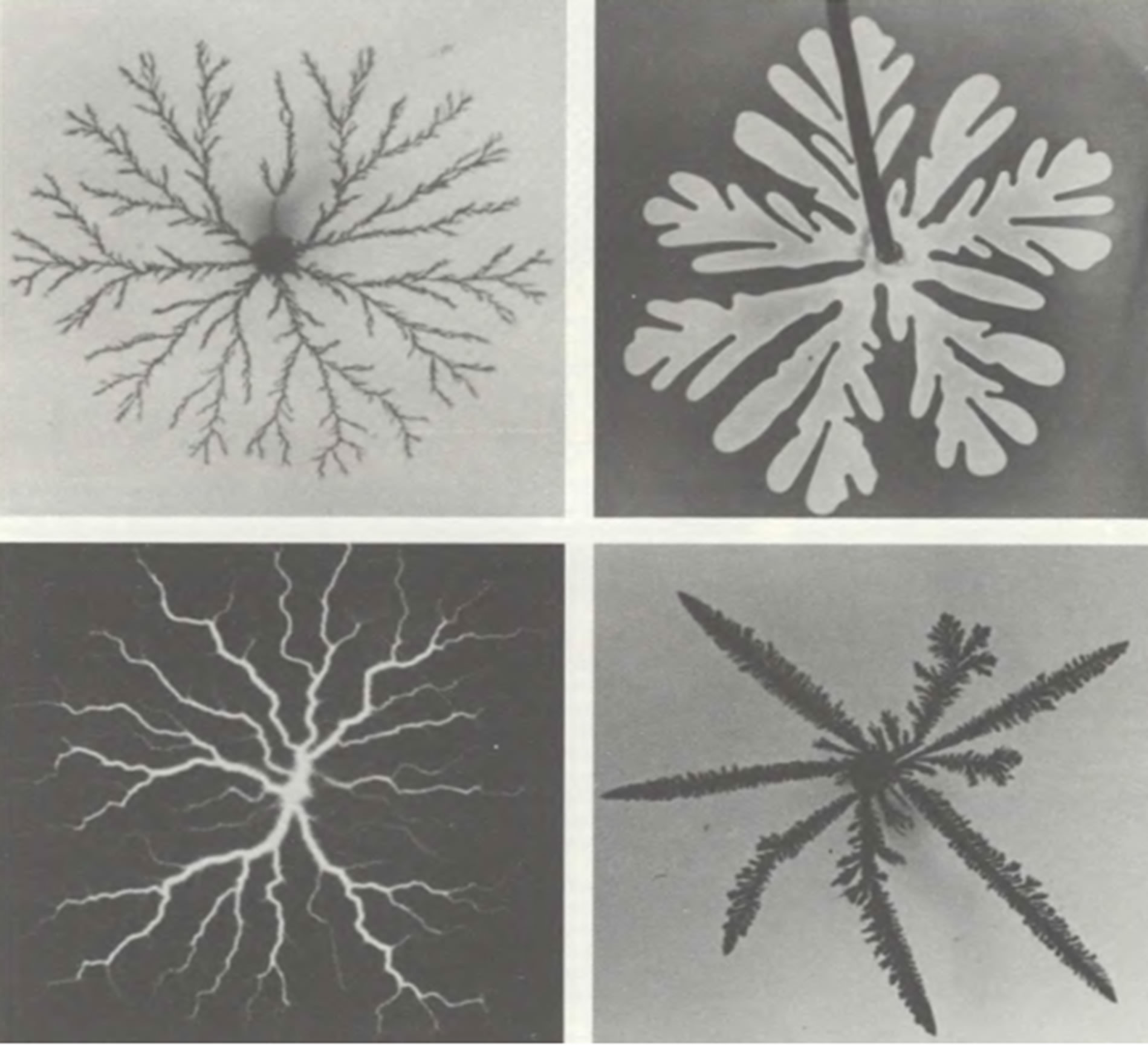 The Surface Fractal Structure of Fish Scales