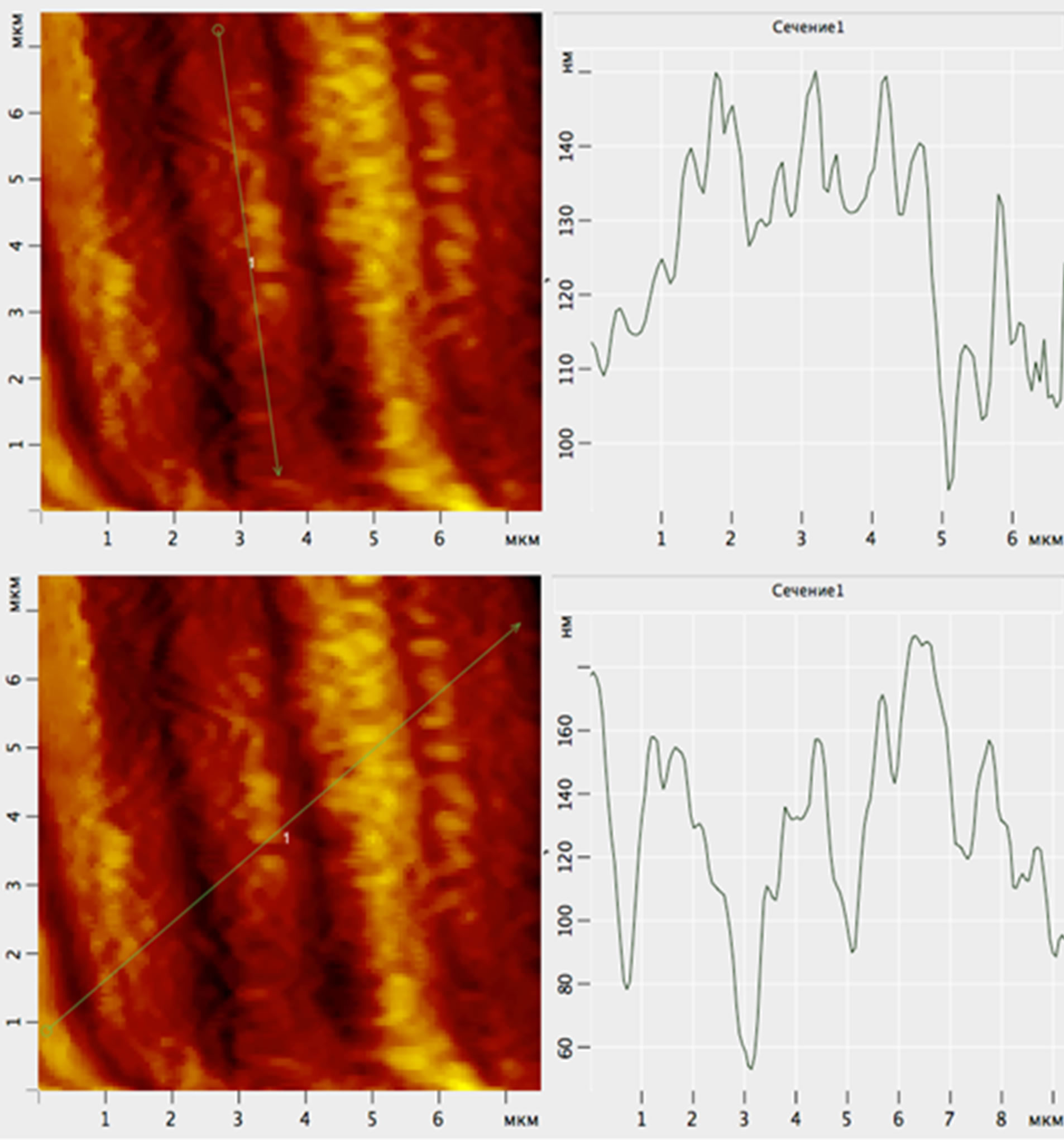 The Surface Fractal Structure of Fish Scales