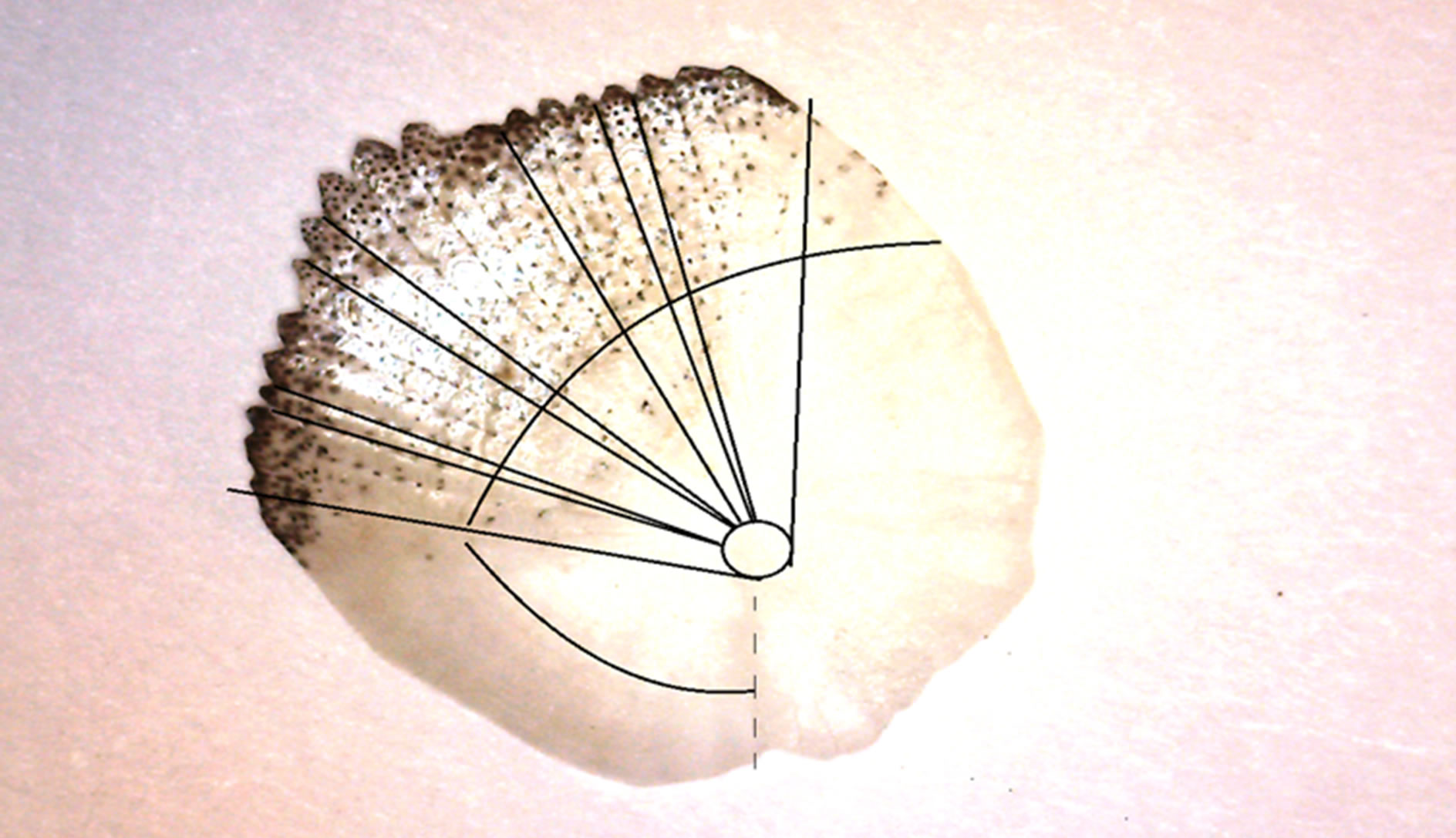 The Surface Fractal Structure of Fish Scales