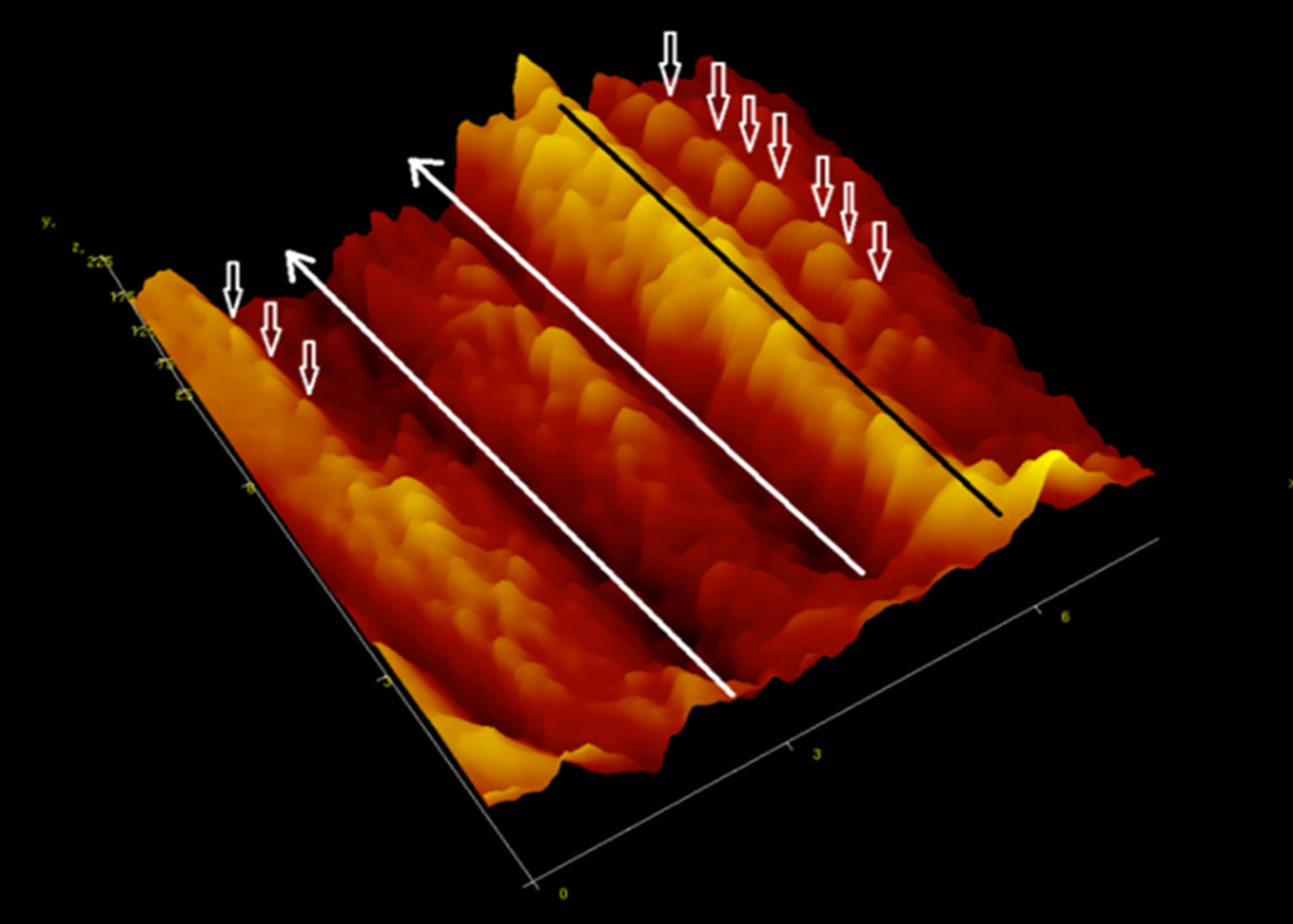 The Surface Fractal Structure of Fish Scales
