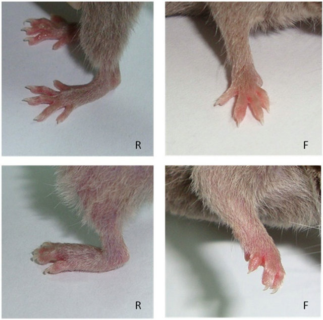 The effect of alpha asarone, olive oil, and dexamethasone on collagen ...