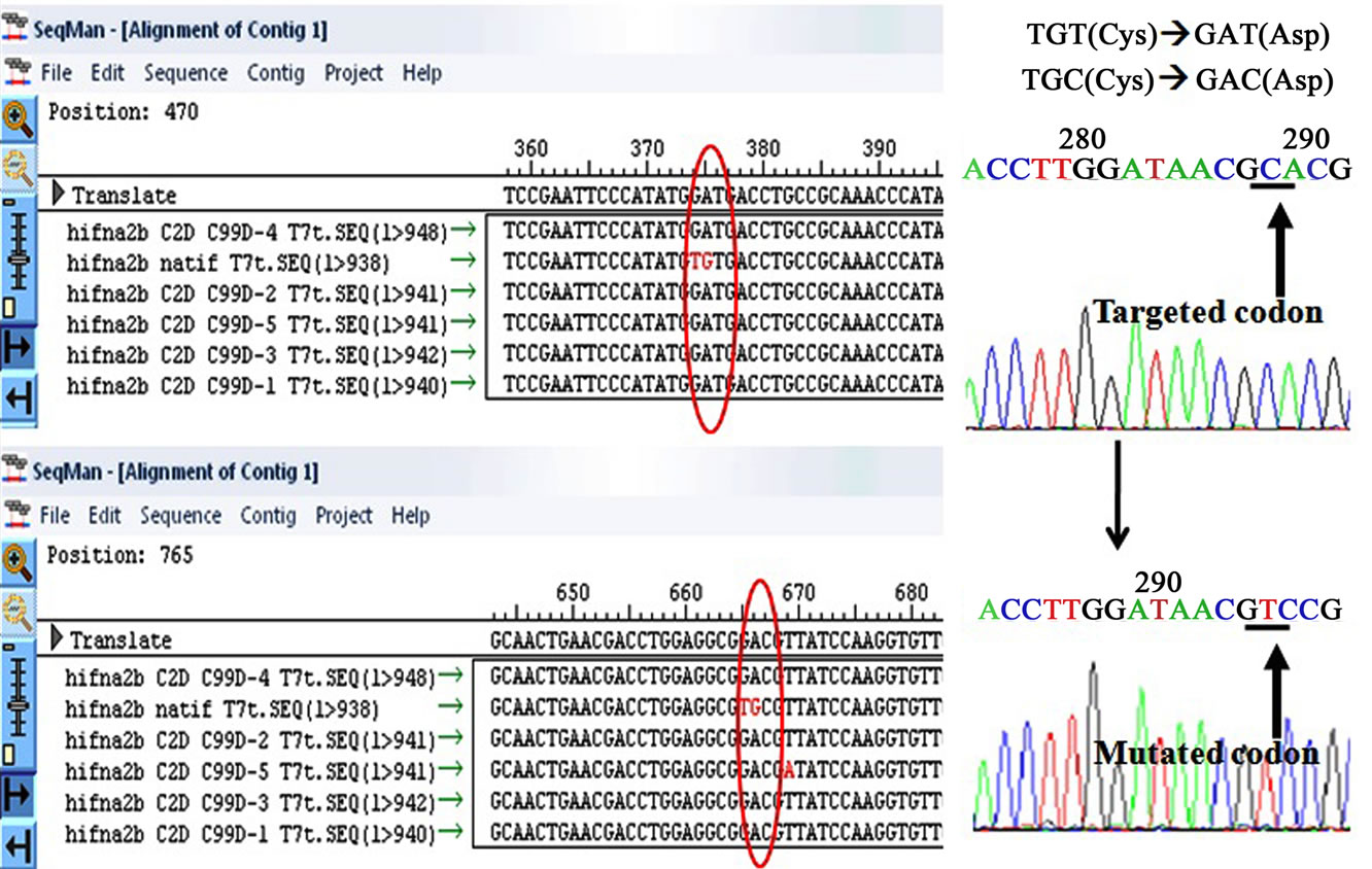 Development of novel interferon alpha2b muteins and study the ...