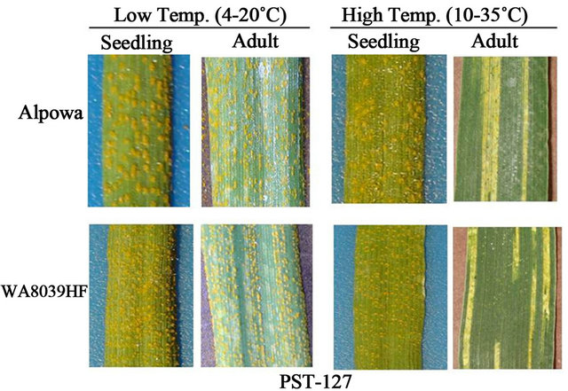 Review Article: High-Temperature Adult-Plant Resistance, Key for ...