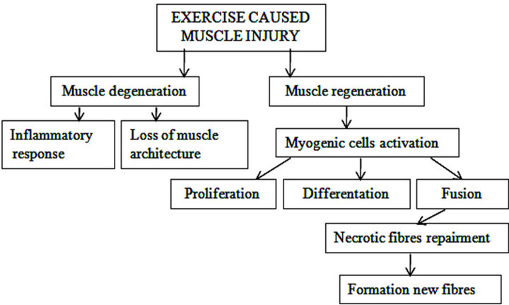 Muscle damage and regeneration: Response to exercise training