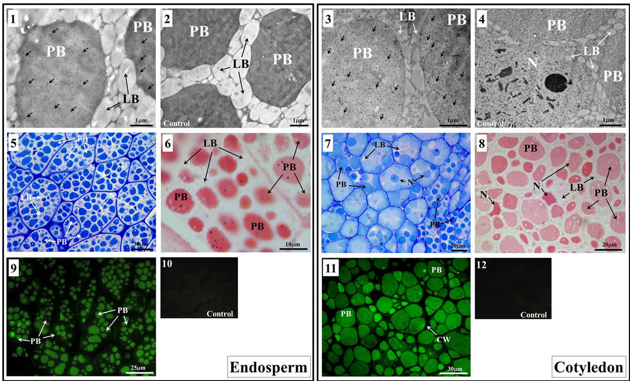 Protein Bodies in Cotyledon Cells Exhibit Differential Patterns of ...