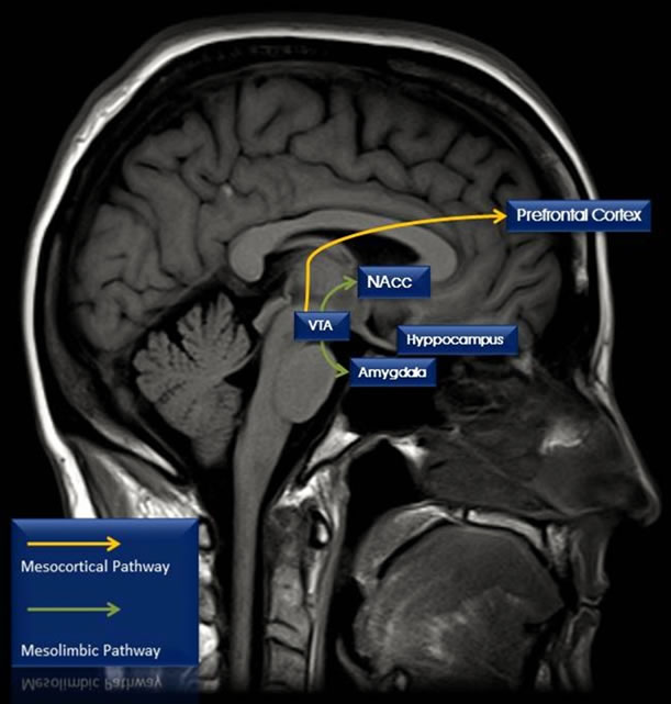 Anhedonia and Reward System: Psychobiology, Evaluation, and Clinical ...