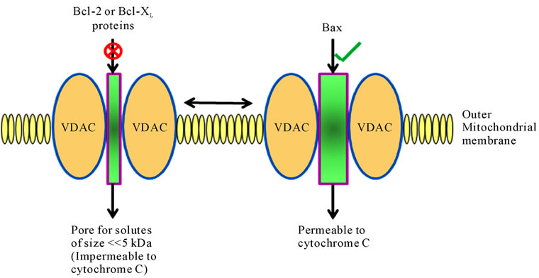 Mitocans as Novel Agents for Anticancer Therapy: An Overview
