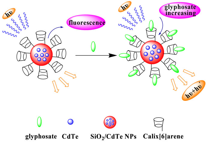 Ultrasensitive Detection Of Glyphosate Using Cdte Quantum Dots In Sol