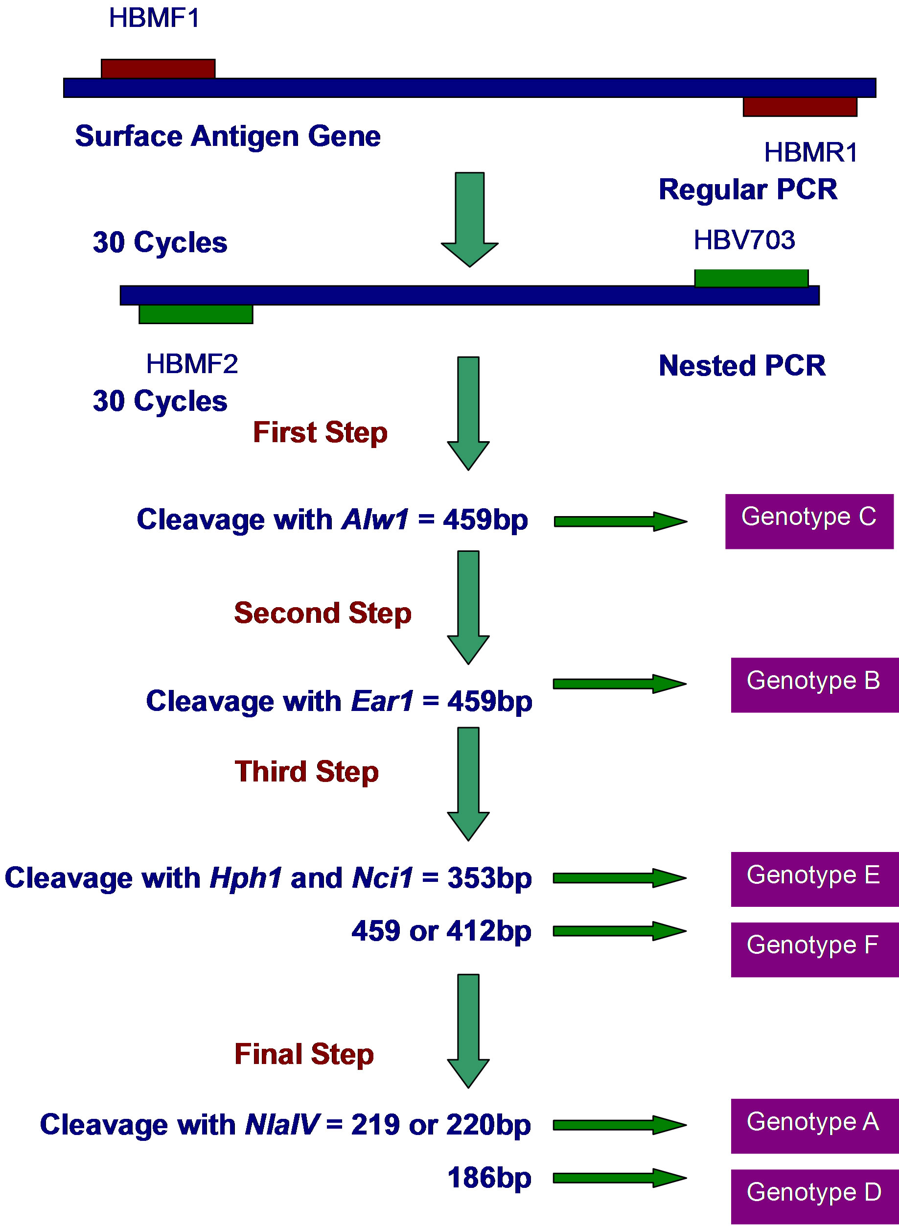 A Molecular Approach for Genotyping of Hepatitis B Virus Using ...