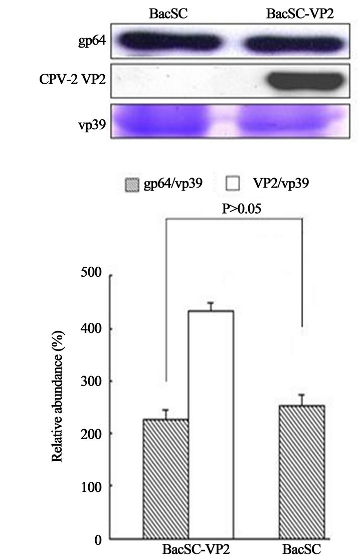 Localization of the VP2 Protein of Canine Parvovirus Type 2 on the ...