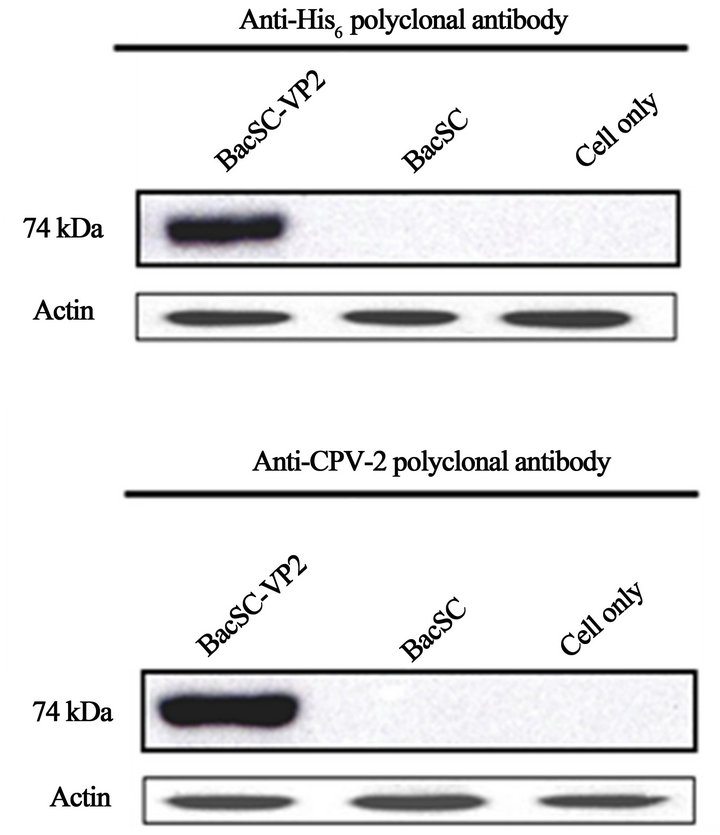 Localization of the VP2 Protein of Canine Parvovirus Type 2 on the ...
