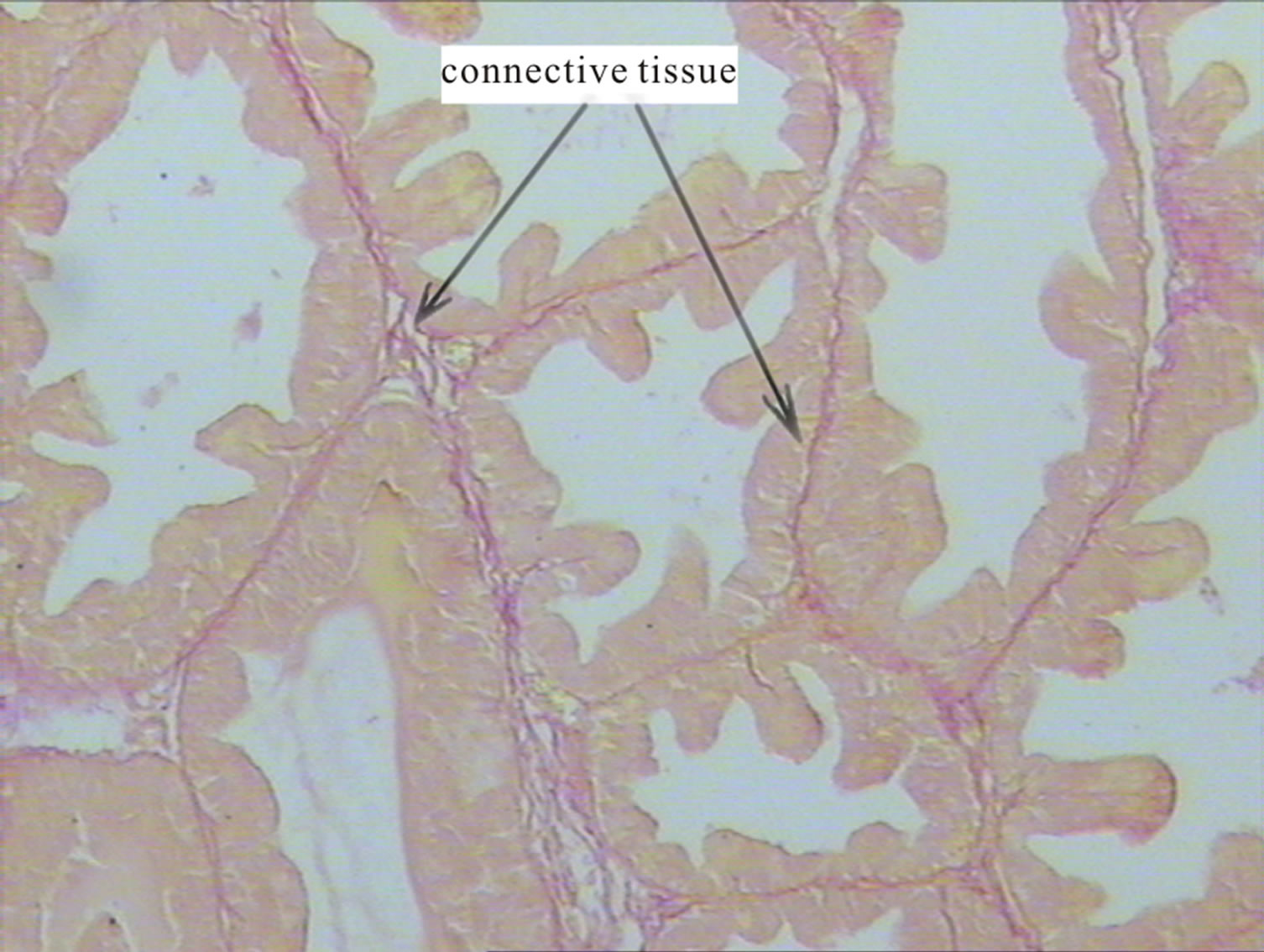 Experimental studying of the drug efficiency Prostamax in the therapy ...