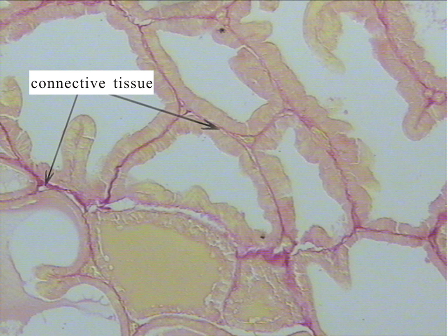 Experimental studying of the drug efficiency Prostamax in the therapy ...