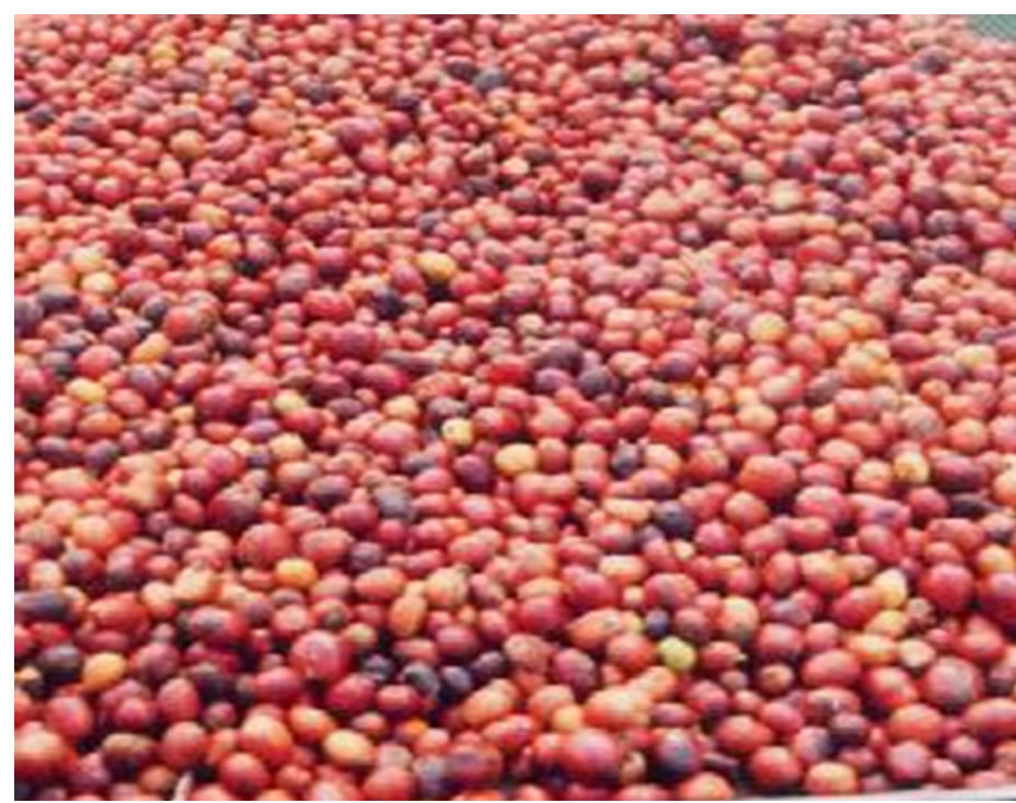 Effect of Robusta ( Coffea canephora P. ) Coffee Cherries Storage after ...