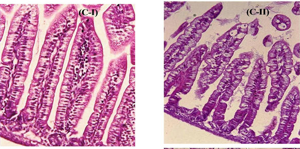 Evaluation of Hyperimmune Hen Egg Yolk Derived Anti-Human Rotavirus ...