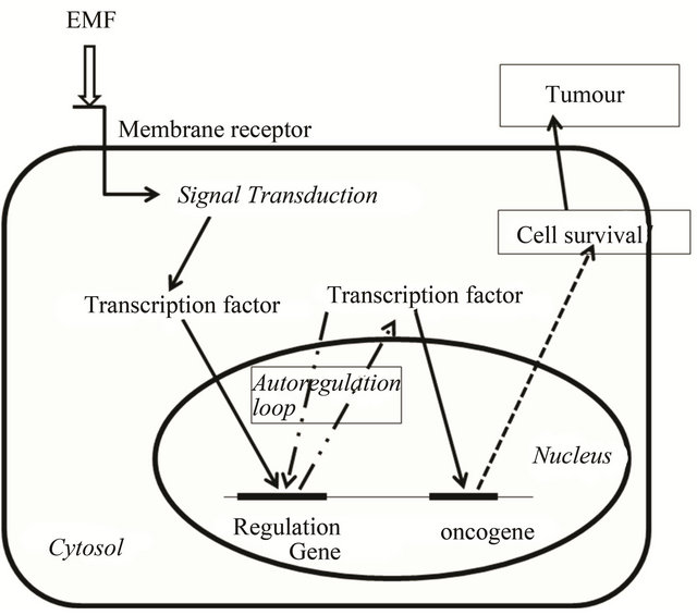 Cancer induction pathways and HF-EMF irradiation