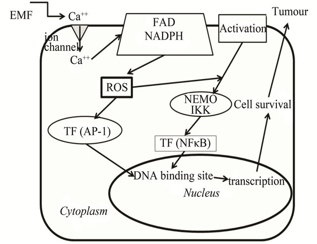 Cancer induction pathways and HF-EMF irradiation