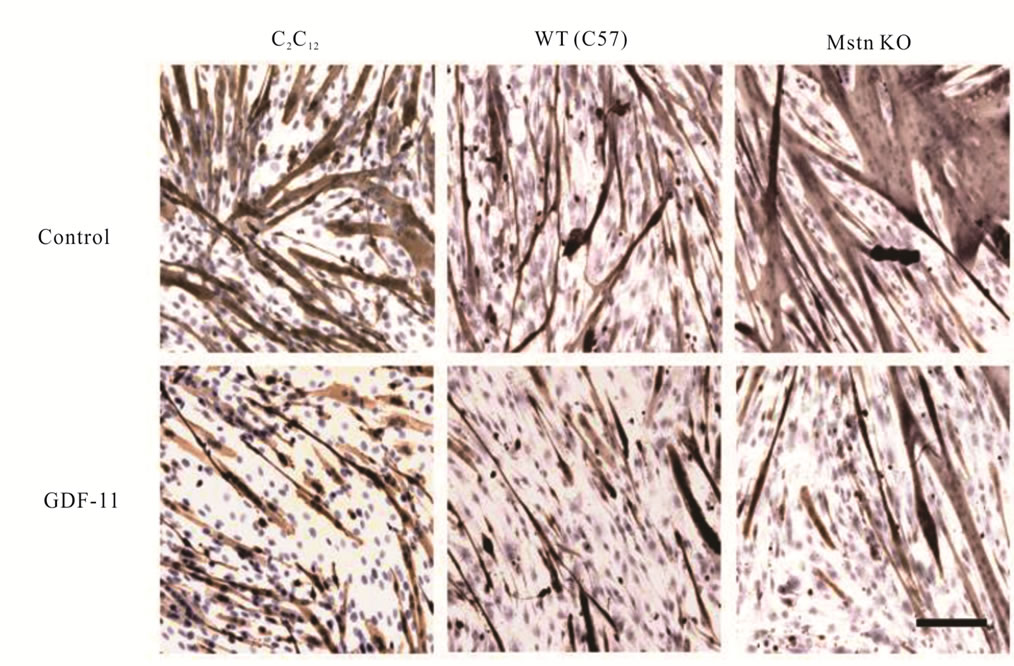 Growth and differentiation factor-11 is developmentally regulated in ...