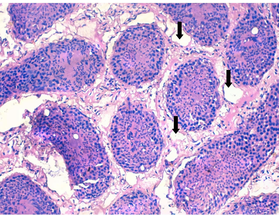Impact of the aqueous extract of dandelion, probiotic and their ...
